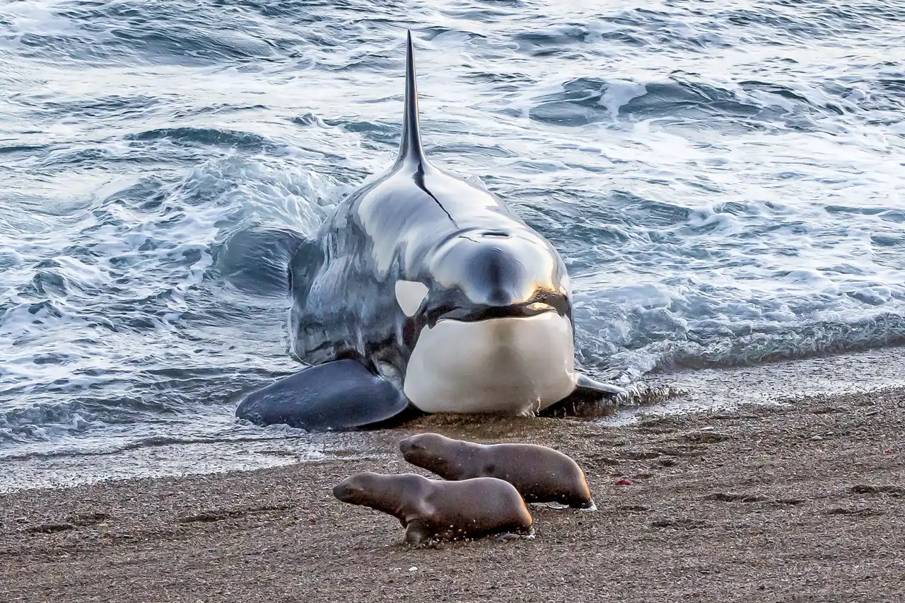 Las orcas se han metido en un callejón biológico sin salida