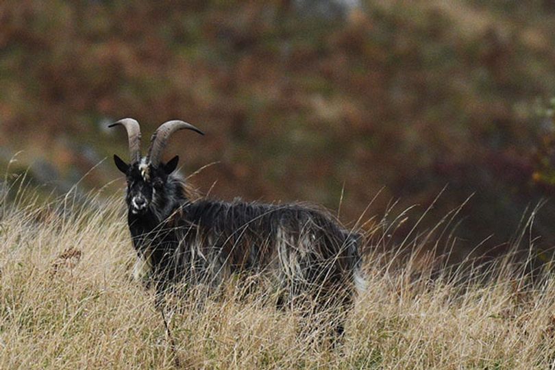Northumberland wild goat herd which roams Cheviot Hills 'genetically ...