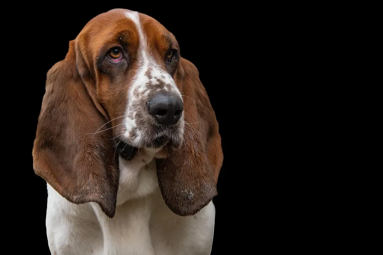 9 dog breeds vets say handle being left alone - but owners should still ...