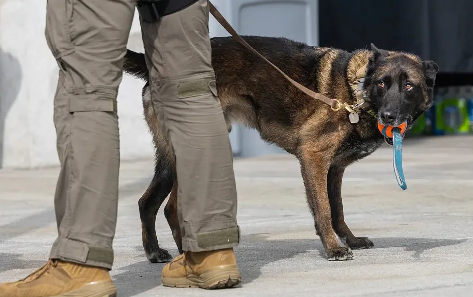 Inside the making of a hero dog