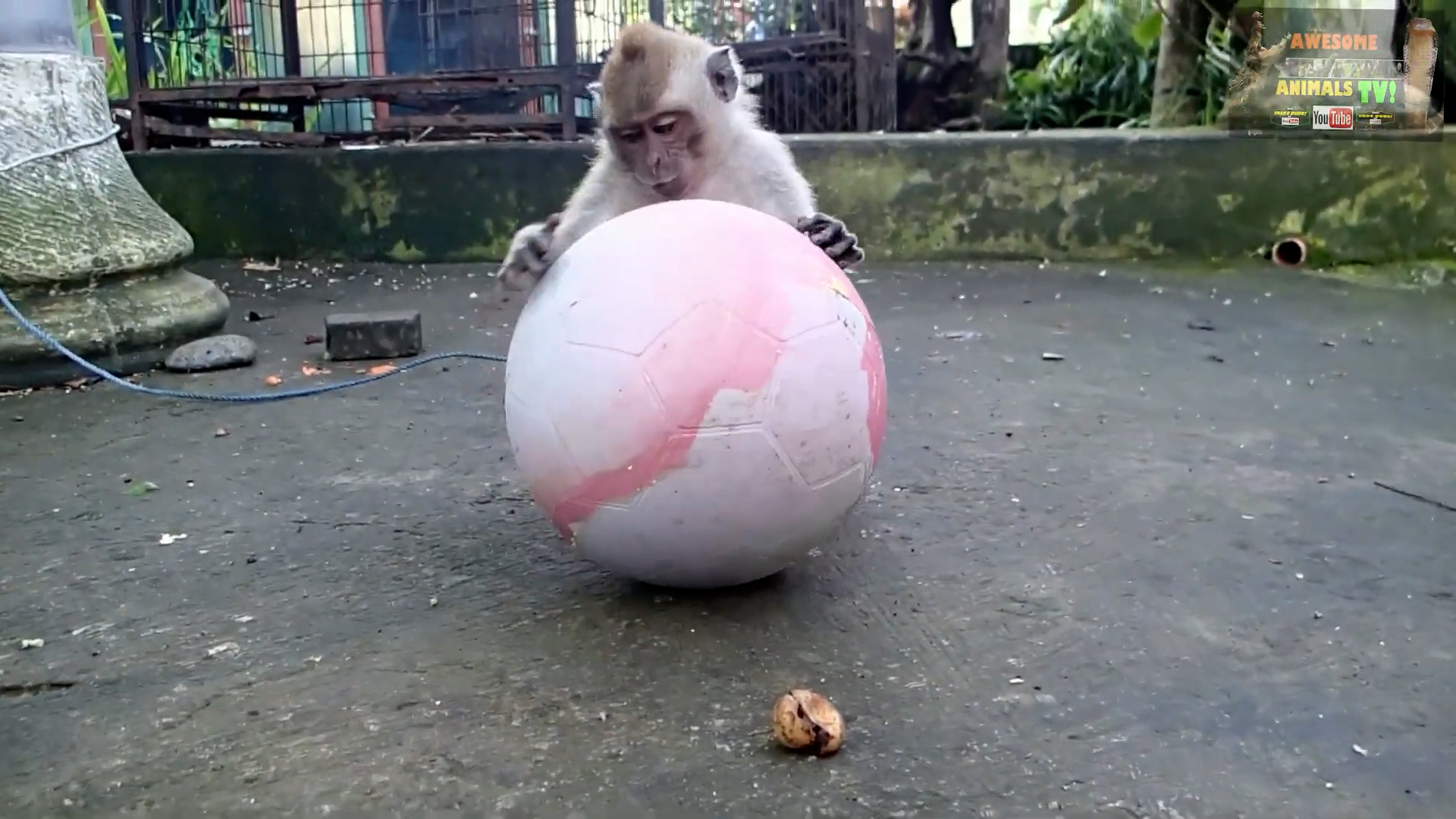 Funny monkeys | Try not to laugh challenge