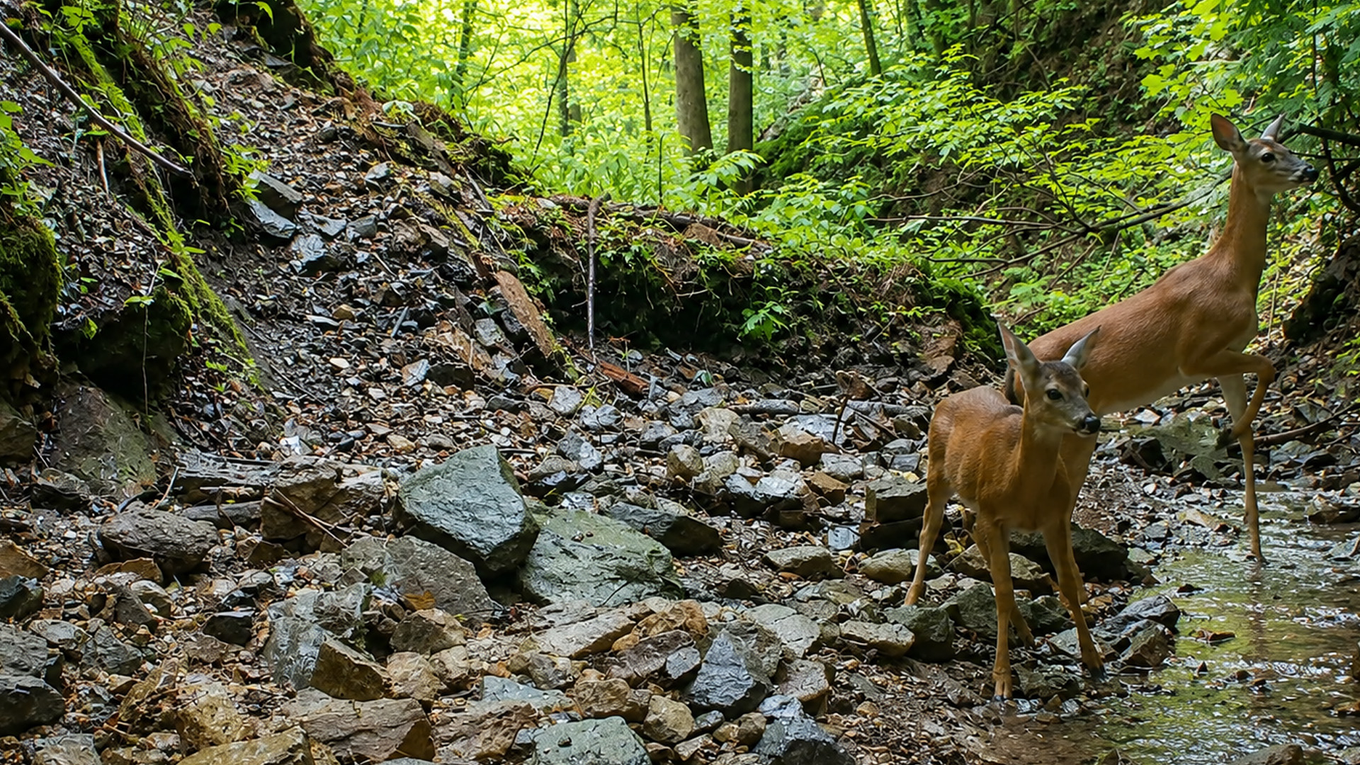 Pendant des jours, cette caméra a observé un ruisseau en forêt, puis ...