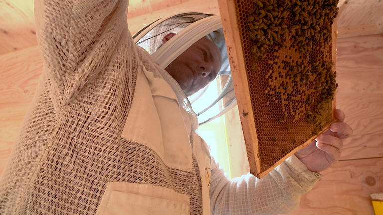 À Okotoks, le pari ambitieux de remplacer 300 000 reines d’abeilles ...
