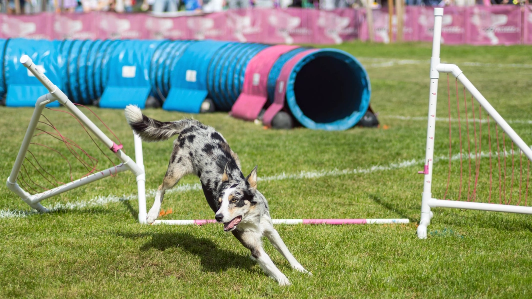 Turning your dog into an agility star