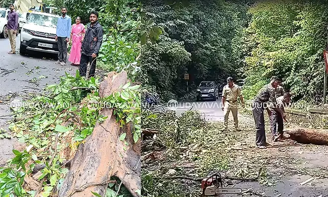 Falling tree crashes onto moving car in Agumbe Ghat; passengers escape ...