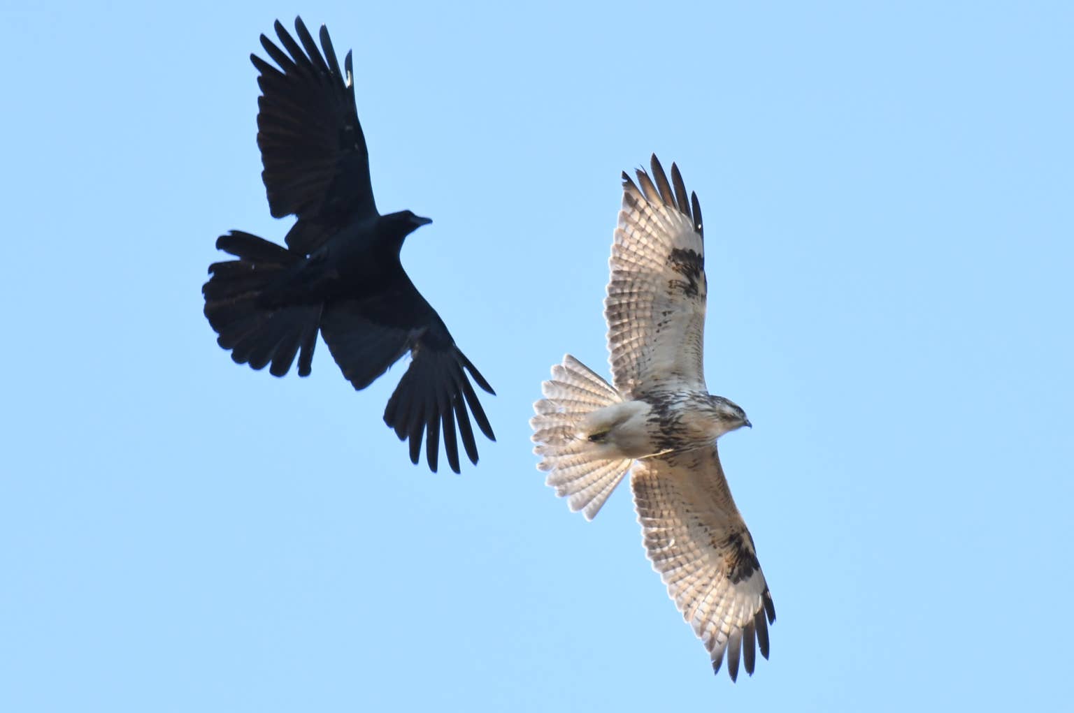 Homesteader's crows chase off hawk after three months of friendship and ...