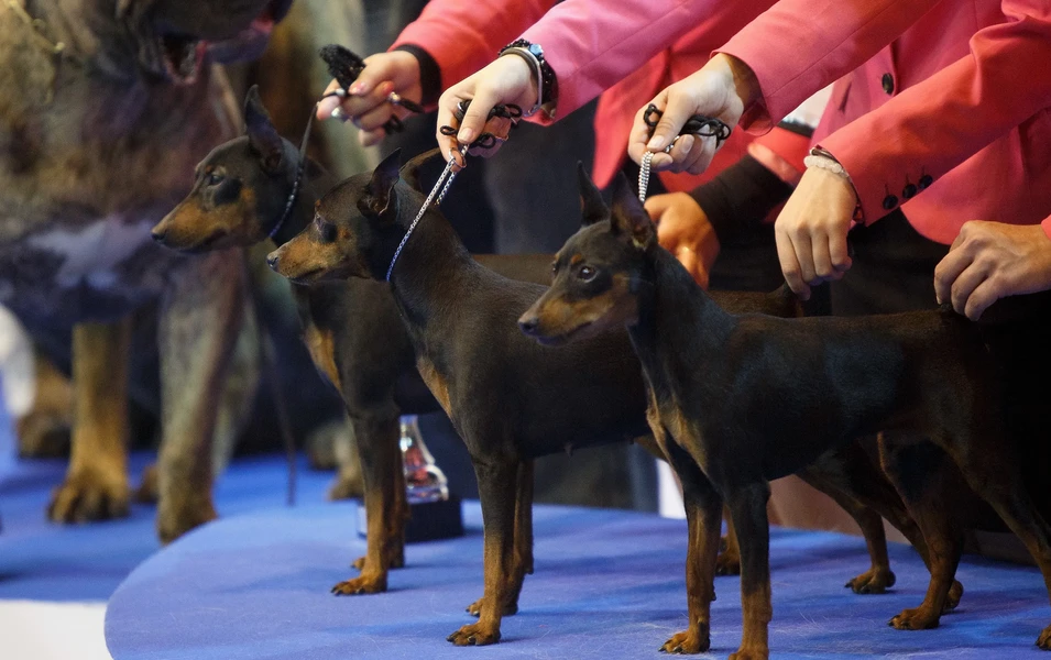 Miniature pinscher stands out as energetic 'king of toys'