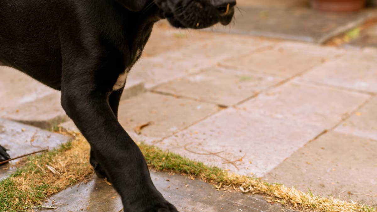 The real dog playing Scooby-Doo in Netflix's new series is too cute for ...