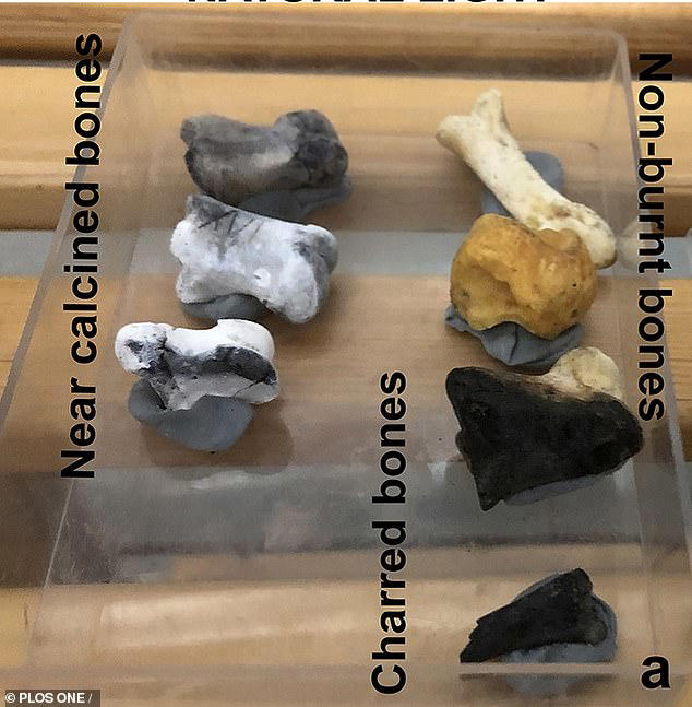 Story of human evolution rewritten after 1.8-million-year-old cave ...