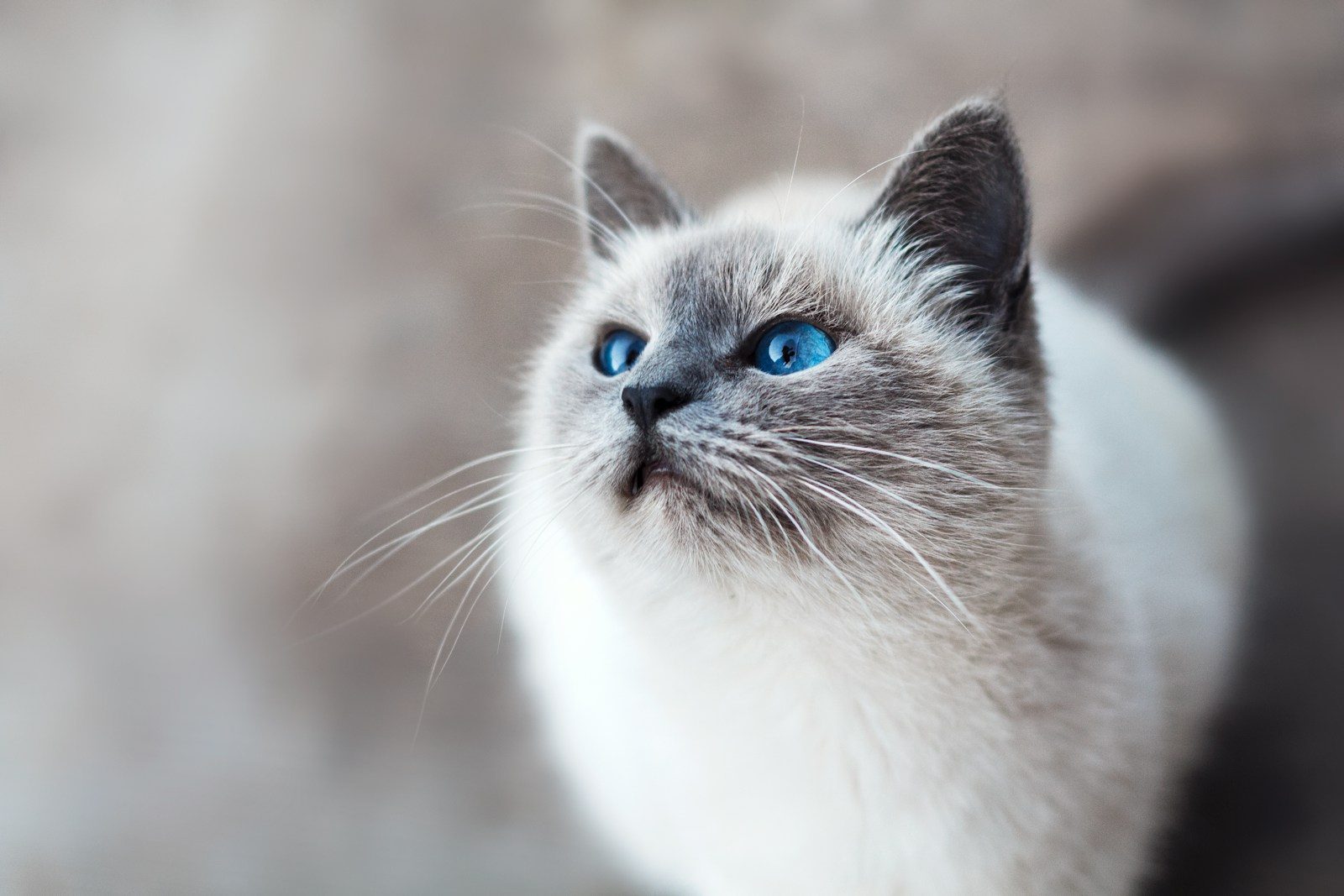 Signs your cat may have arthritis