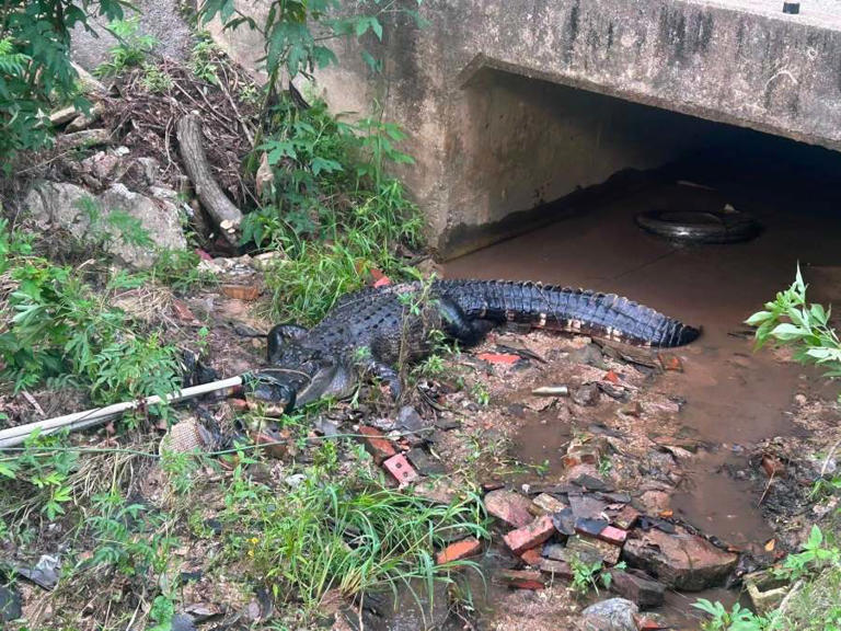 Prichard removes 11-foot alligator found in culvert