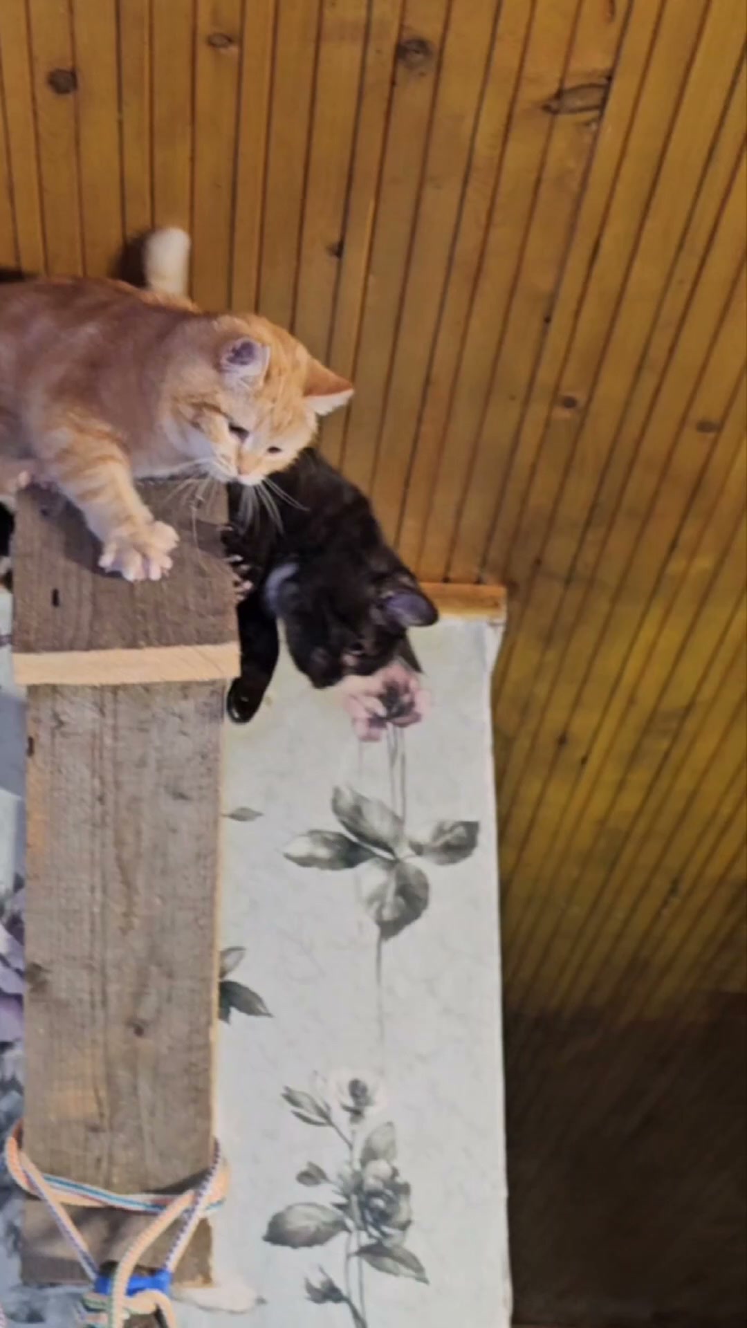 Two determined cats battle for a flying sausage