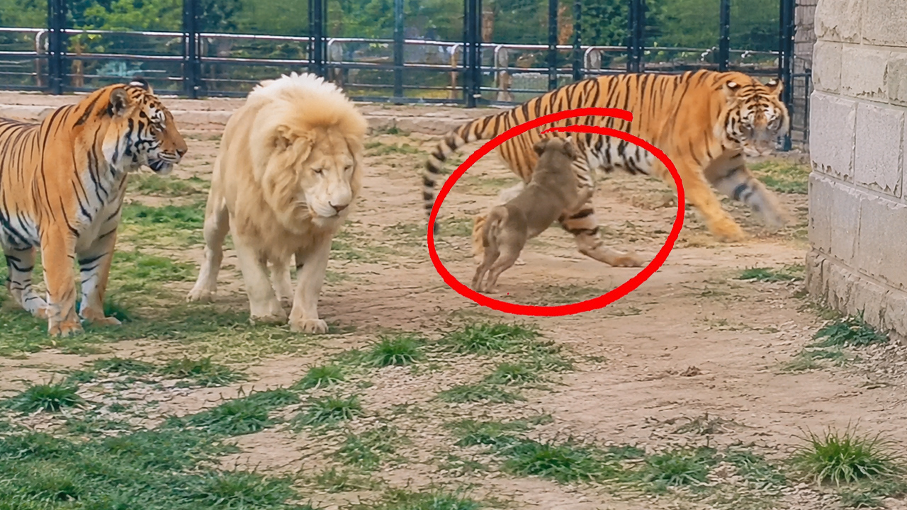 I caught an unexpected moment when a dog intimidates a tiger