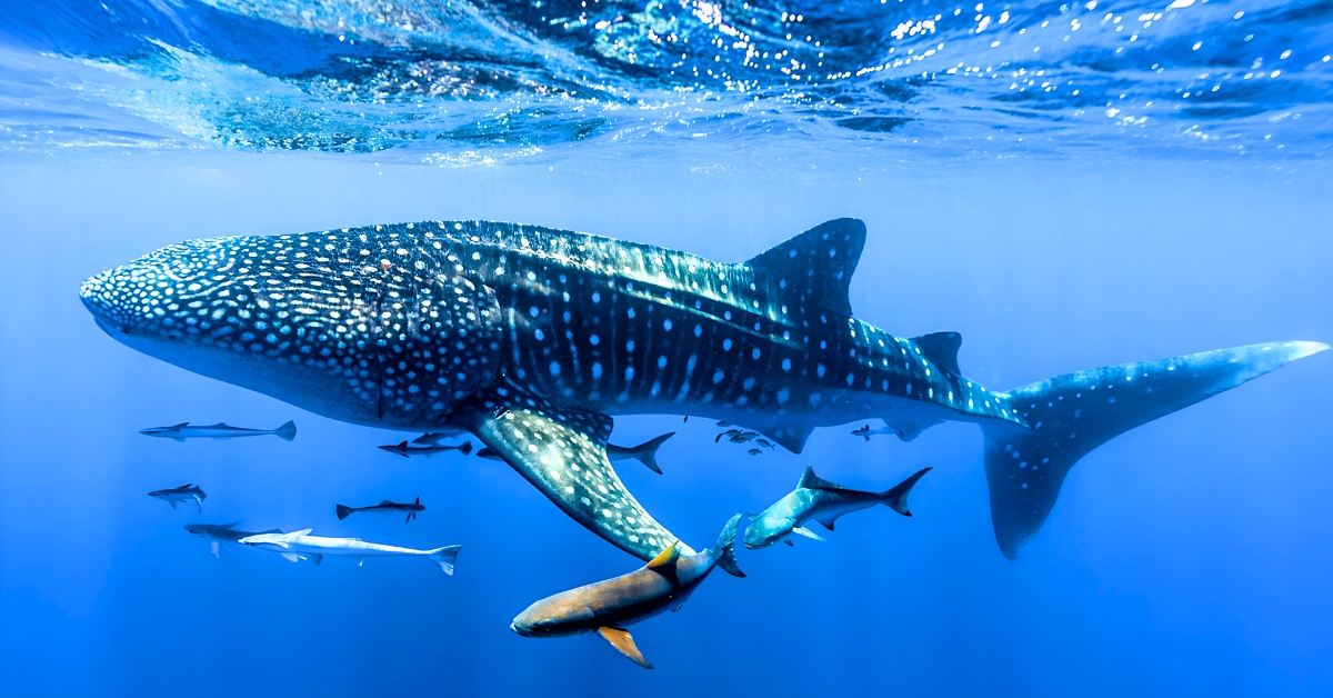 List of top 10 largest fish in the world