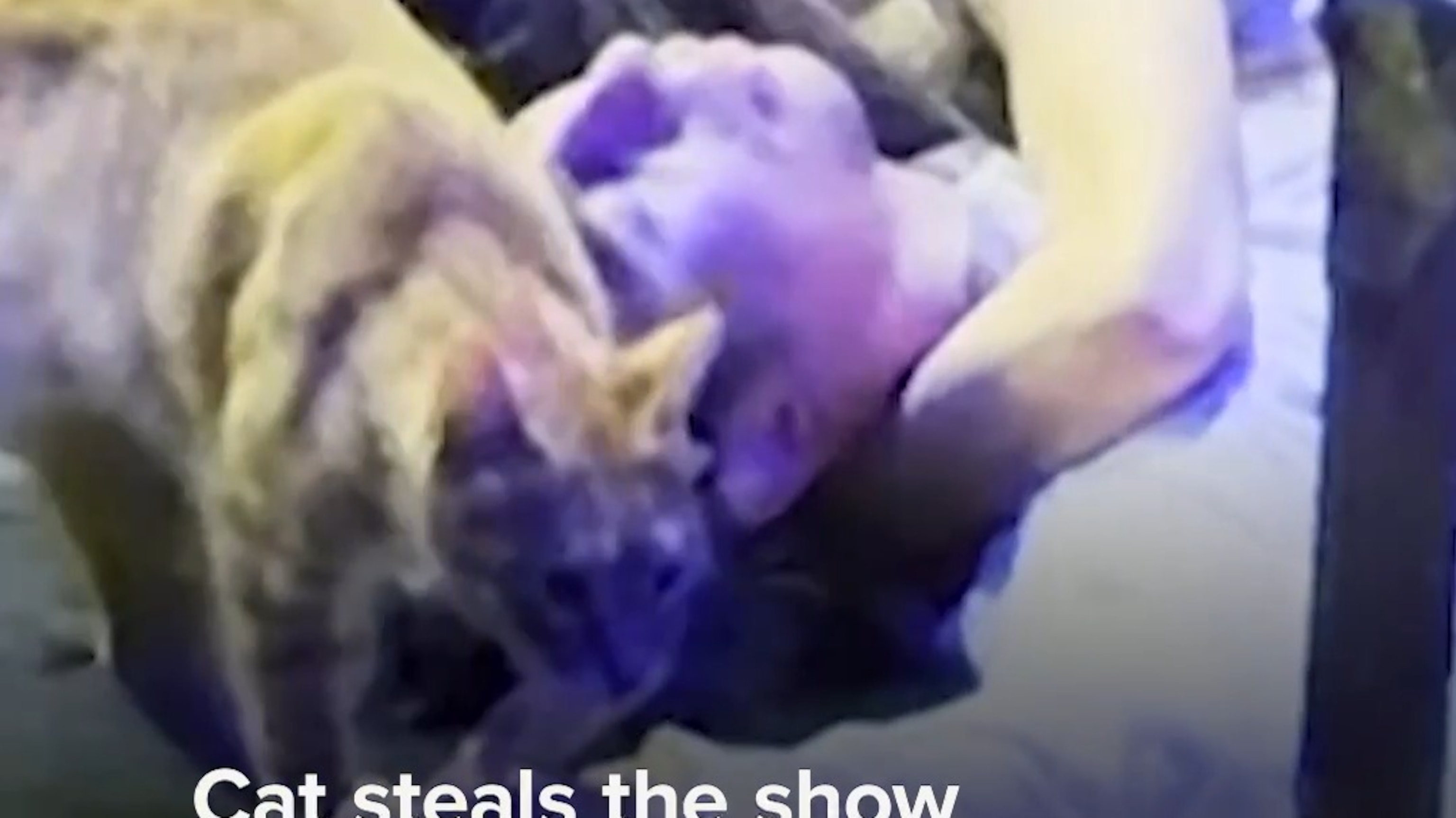 Cat steals the show during final scene of 'Romeo and Juliet'