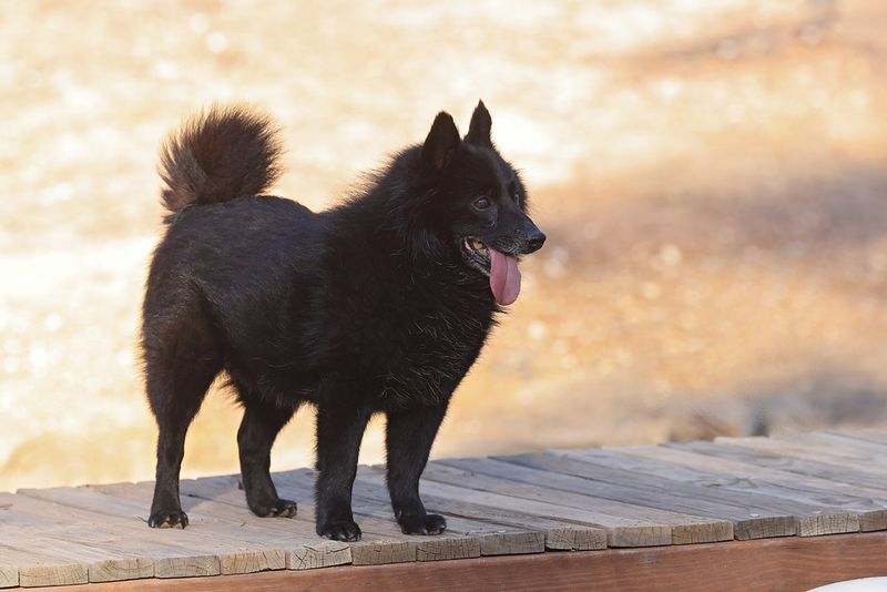 13 pointy-eared dog breeds that turn simple looks into serious charm