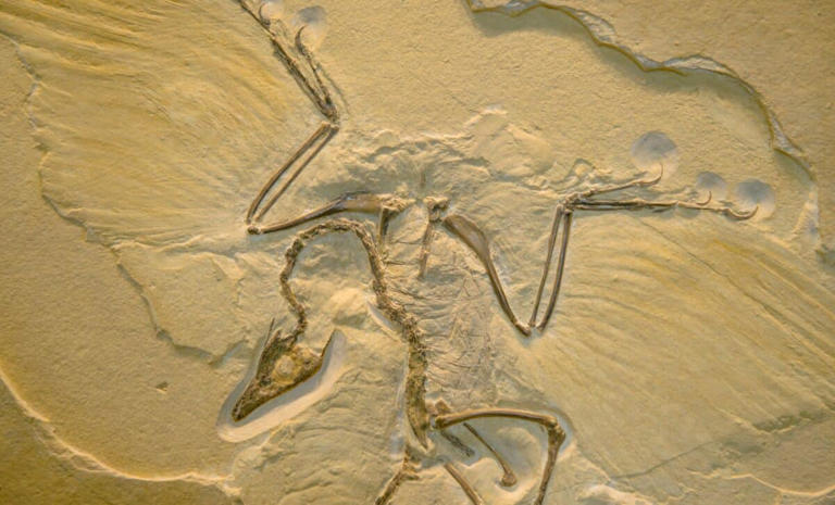 Exceptionally well-preserved 160-million-year-old fossil feathers ...