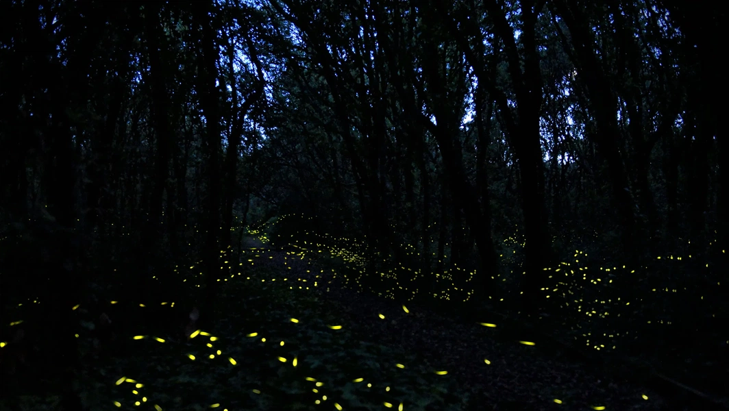 Chasing India’s magical monsoon light shows