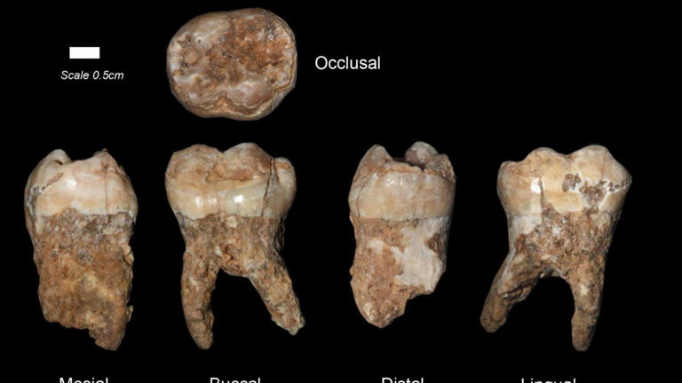 Grooves on ancient human teeth came from ordinary wear, not tooth ...