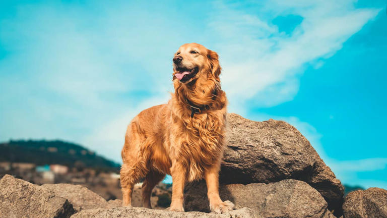 This golden retriever came up with the most brilliant way to beat the ...