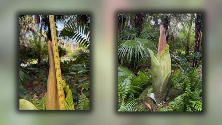 Rare corpse flower could bloom at any moment at Vero Beach botanical garden