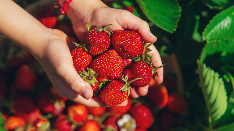 The strawberry companion plant that boosts soil and fights fungus
