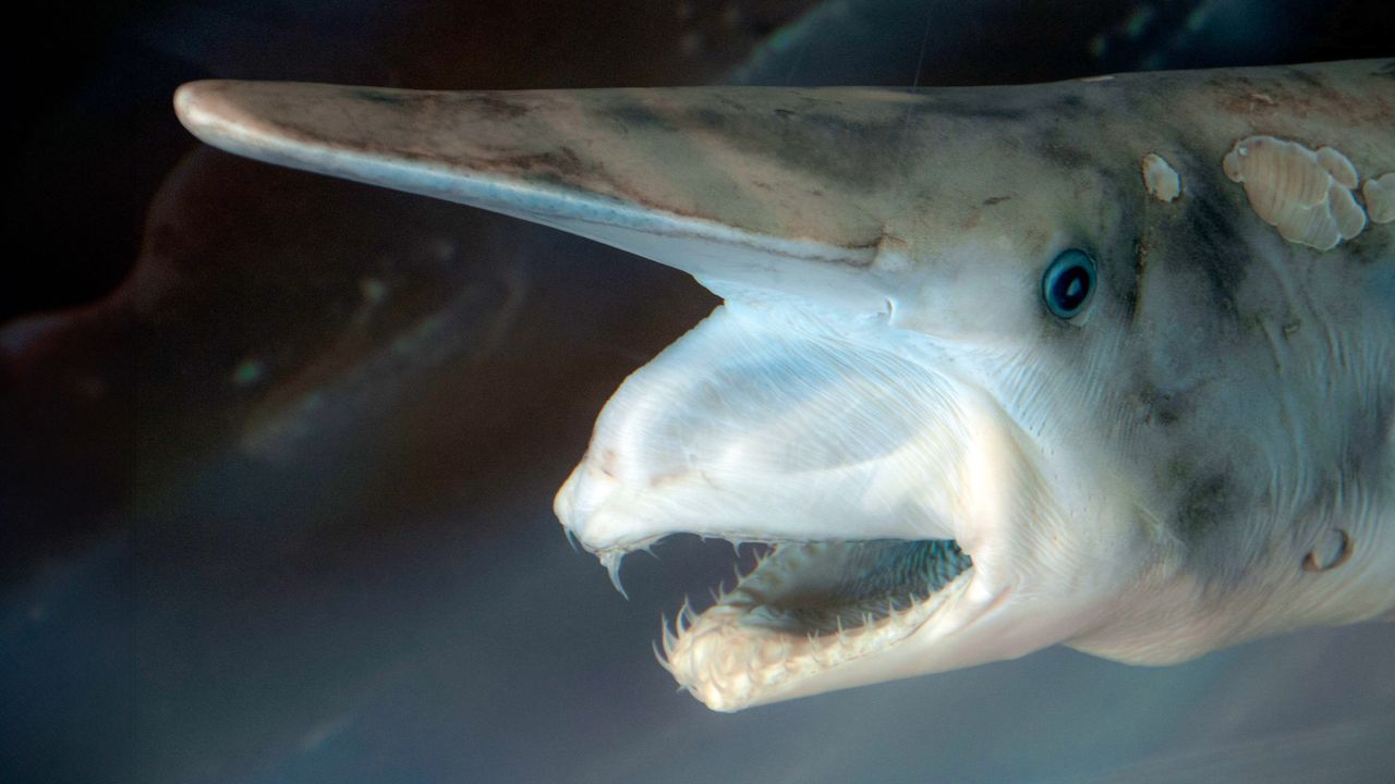 First-ever camera footage of world’s ugliest shark in its natural ...