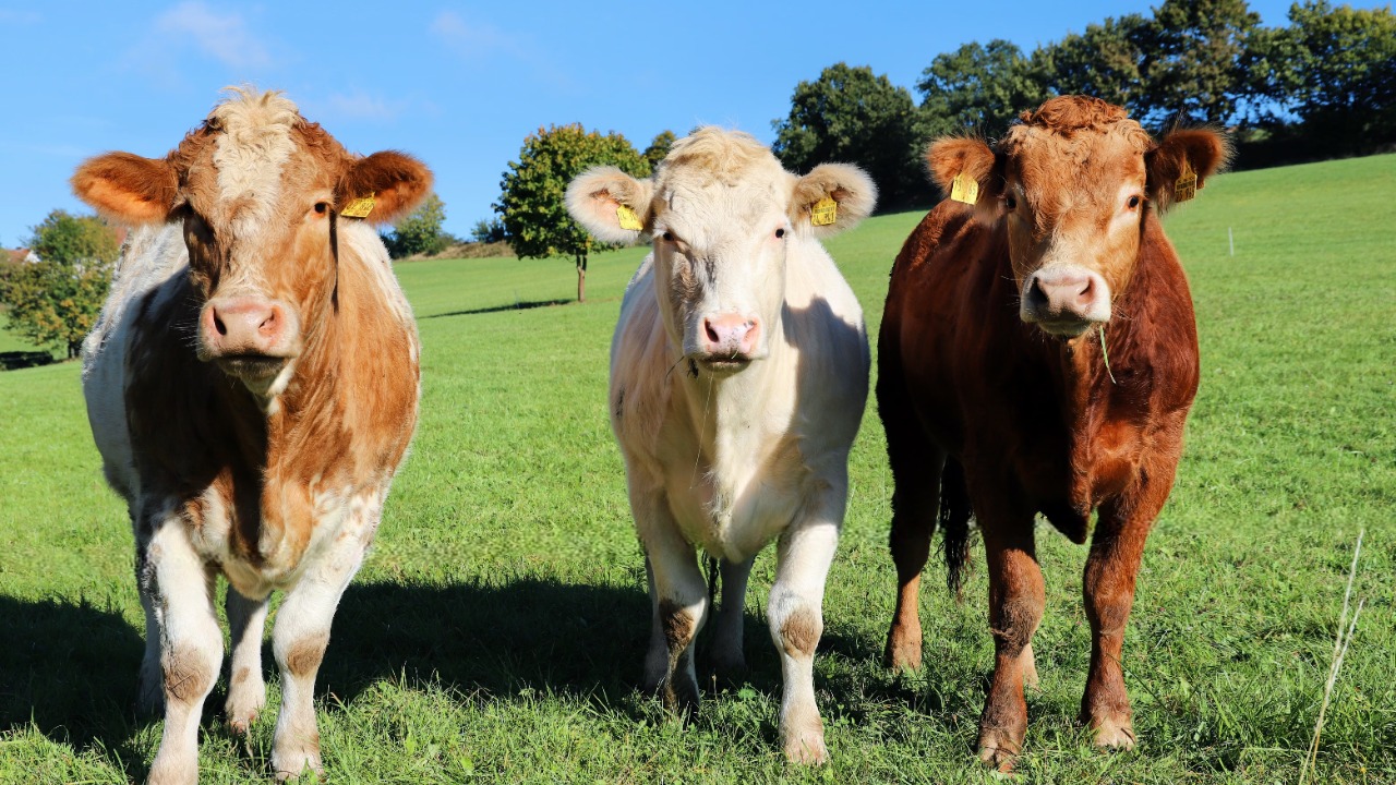 Cows form close friendships and grow stressed when separated from a friend