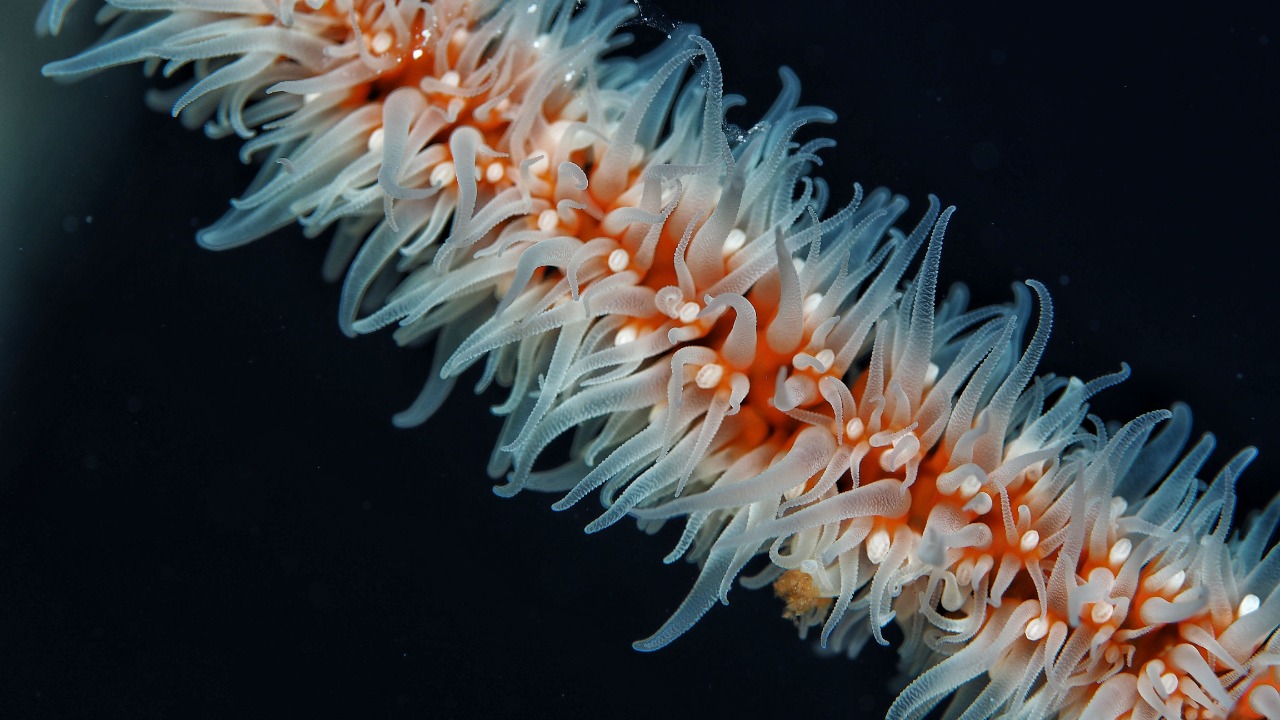 A research ship off Brazil pulled 31 new deep-sea species from the ...