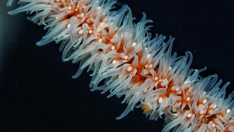 A research ship off Brazil pulled 31 new deep-sea species from the ...