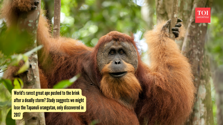 World's rarest great ape pushed to the brink after a deadly storm ...
