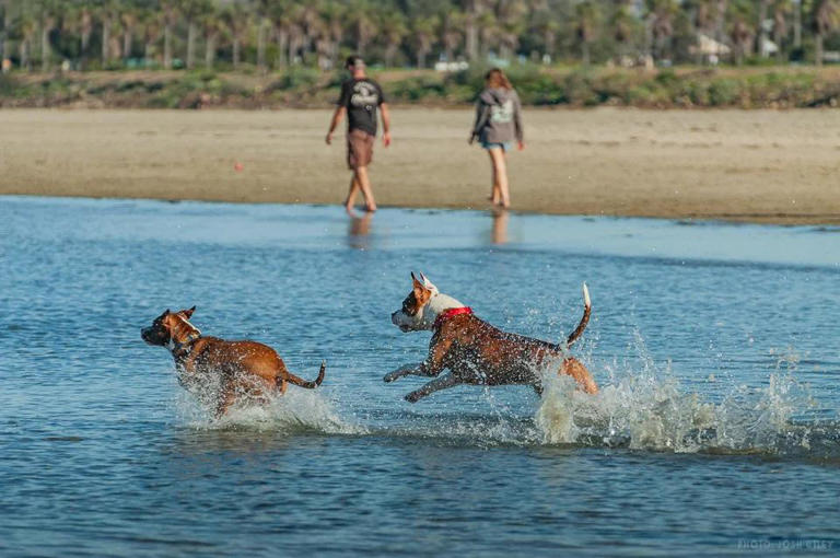 Warning issued after dog tests positive for meth exposure in San Diego
