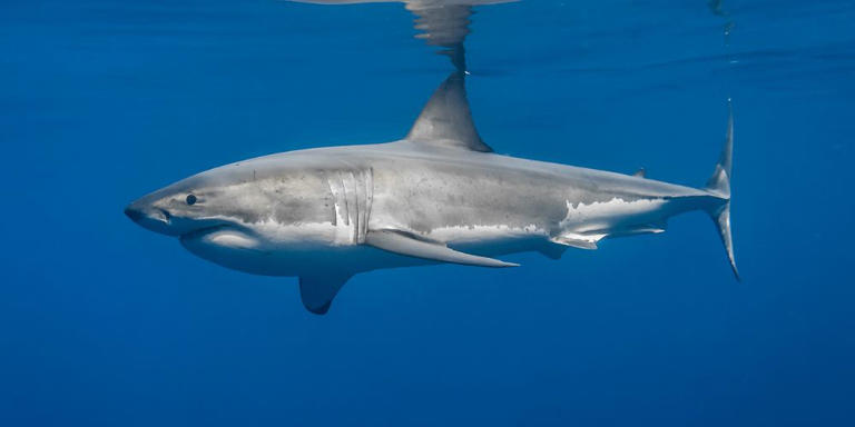 List of top 10 largest fish in the world
