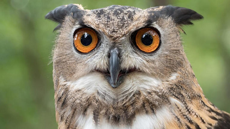 US government to shoot 450,000 owls to save another species as animal ...