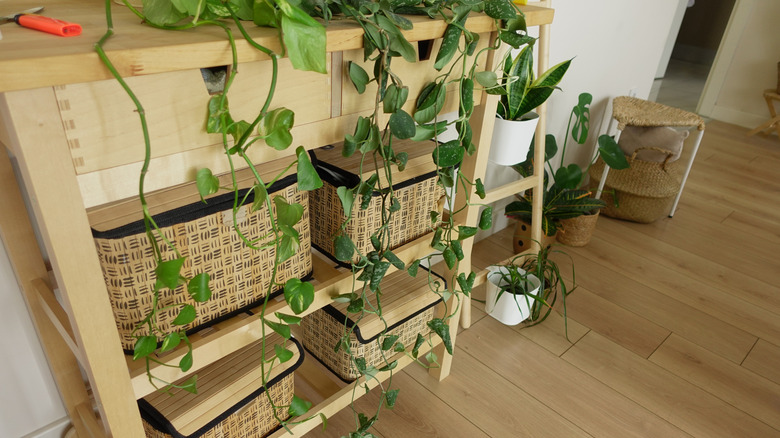 Ditch cluttered shelves: IKEA has an affordable solution for plants ...