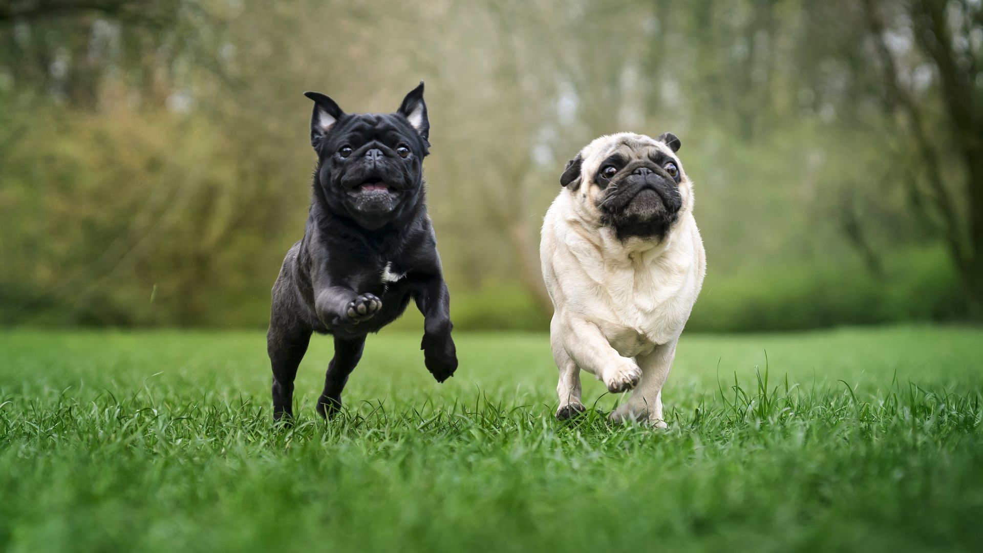 Brachycephalic animal breeds