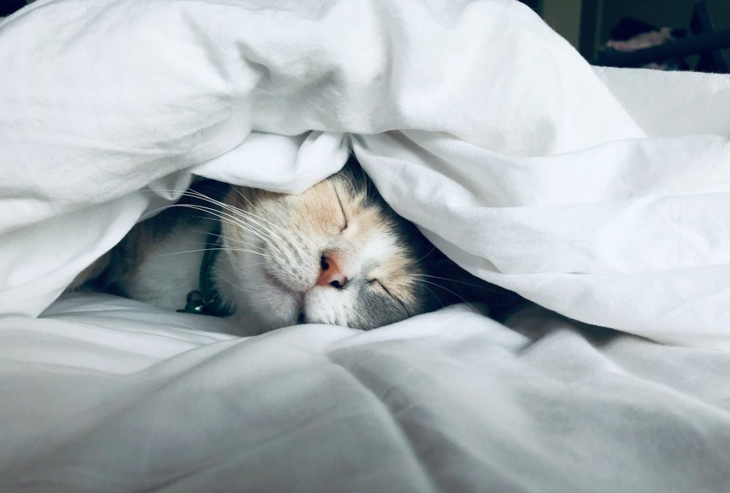 When a cat knows it’s nearing the end, it may leave these 6 signs for ...