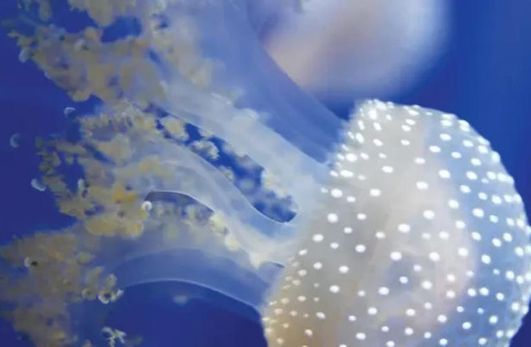 The jellyfish are already here: This is what you must know before ...