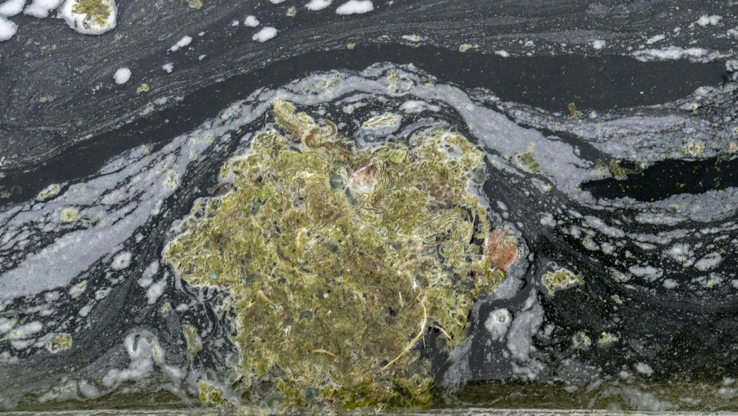 MAGA host alleges sabotage over Reflecting Pool algae bloom