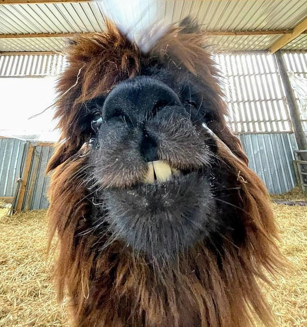 Elvis the alpaca on the 'naughty step' after spitting at guests and ...