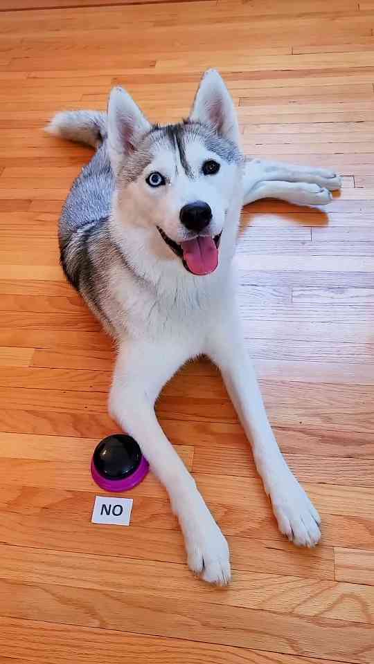 Two dogs are fighting over my husky