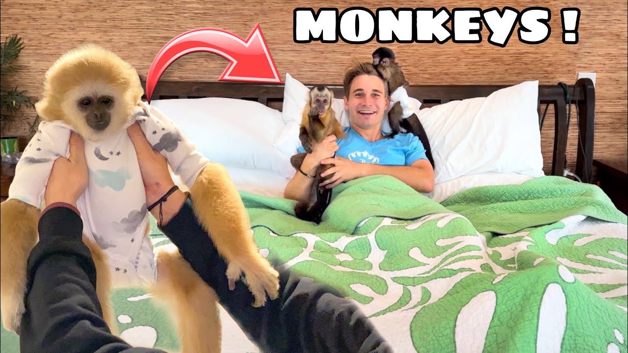 Wake up with me & my monkeys!