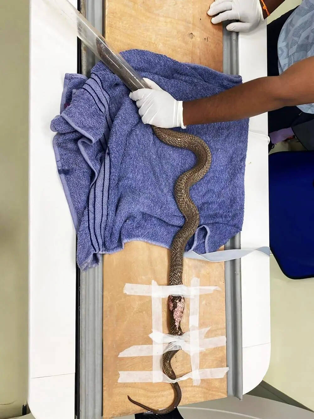 Injured cobra undergoes rare CT scan in Mumbai