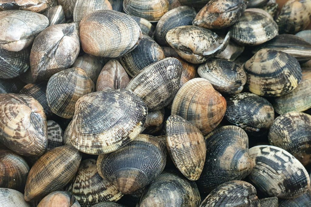 The oldest animals on Earth and their incredible lifespans