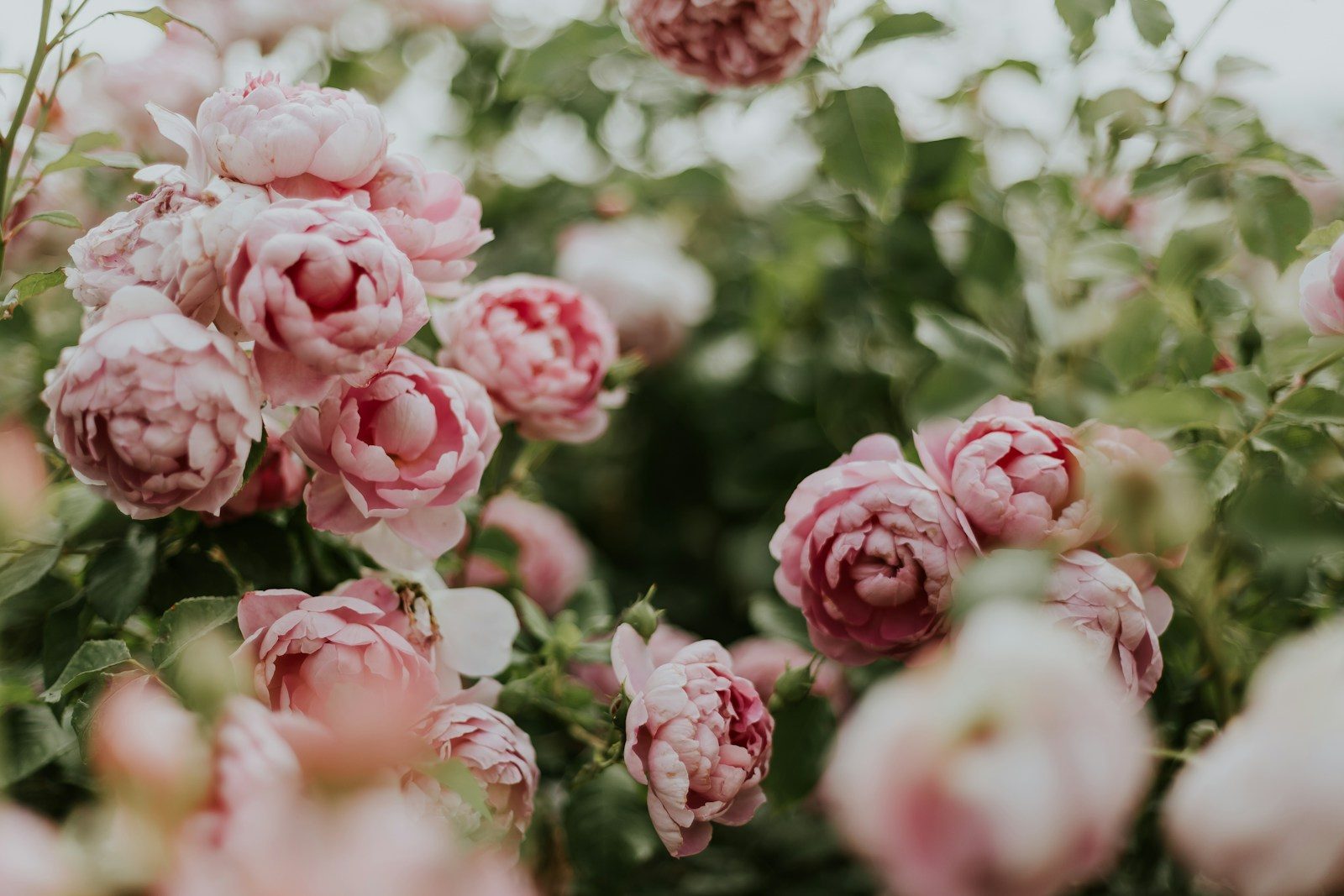 8 easy peony tips for a more spectacular display next spring