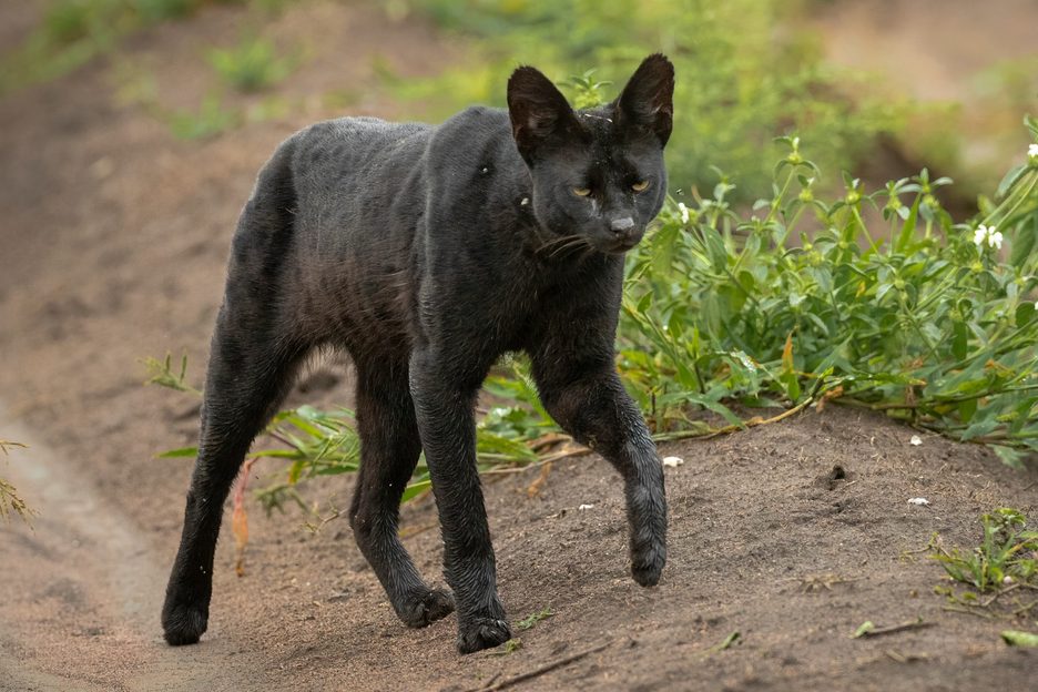 The world’s weirdest cat keeps turning up where nobody expects