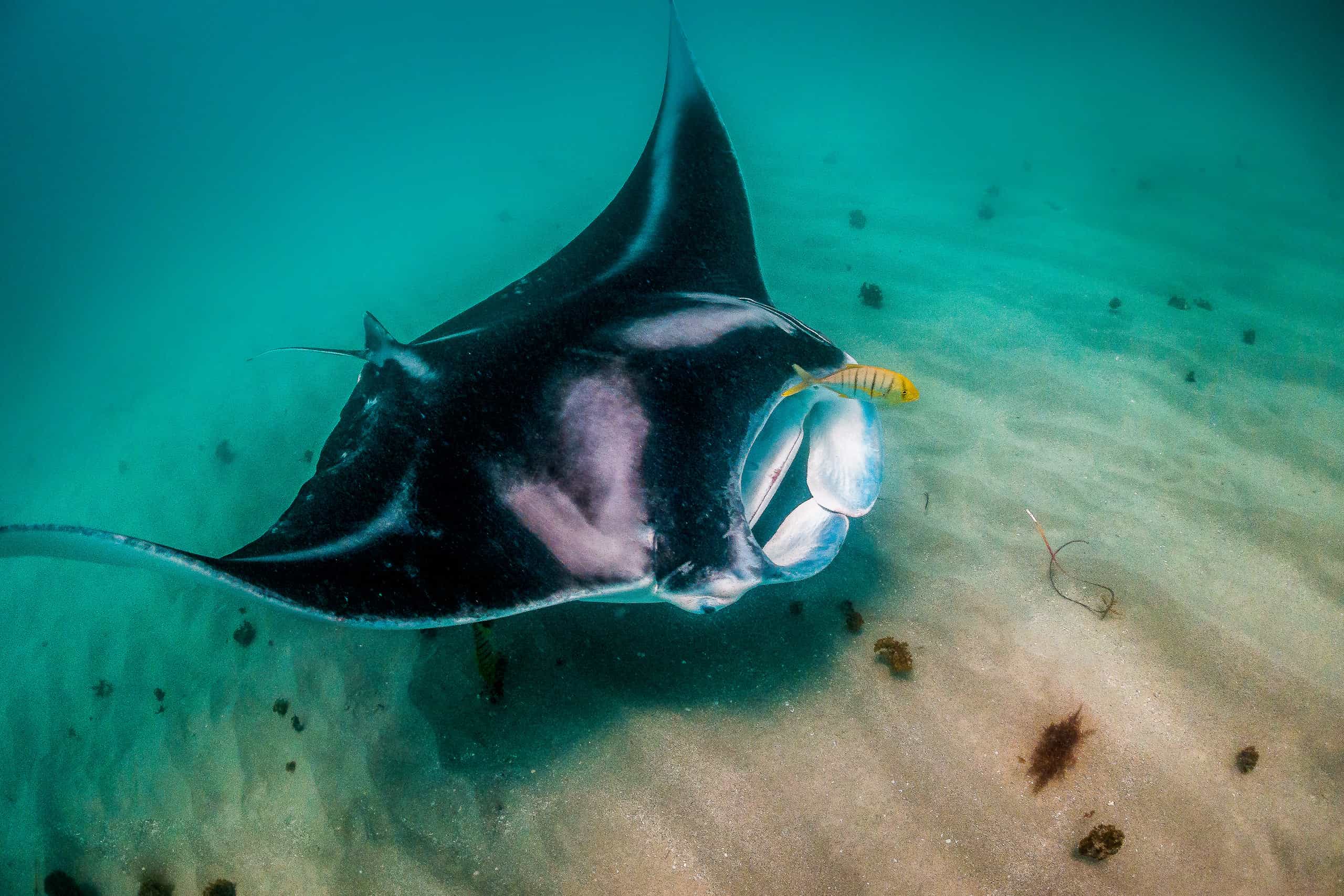 The 15 biggest deep-sea creatures swimming through our oceans