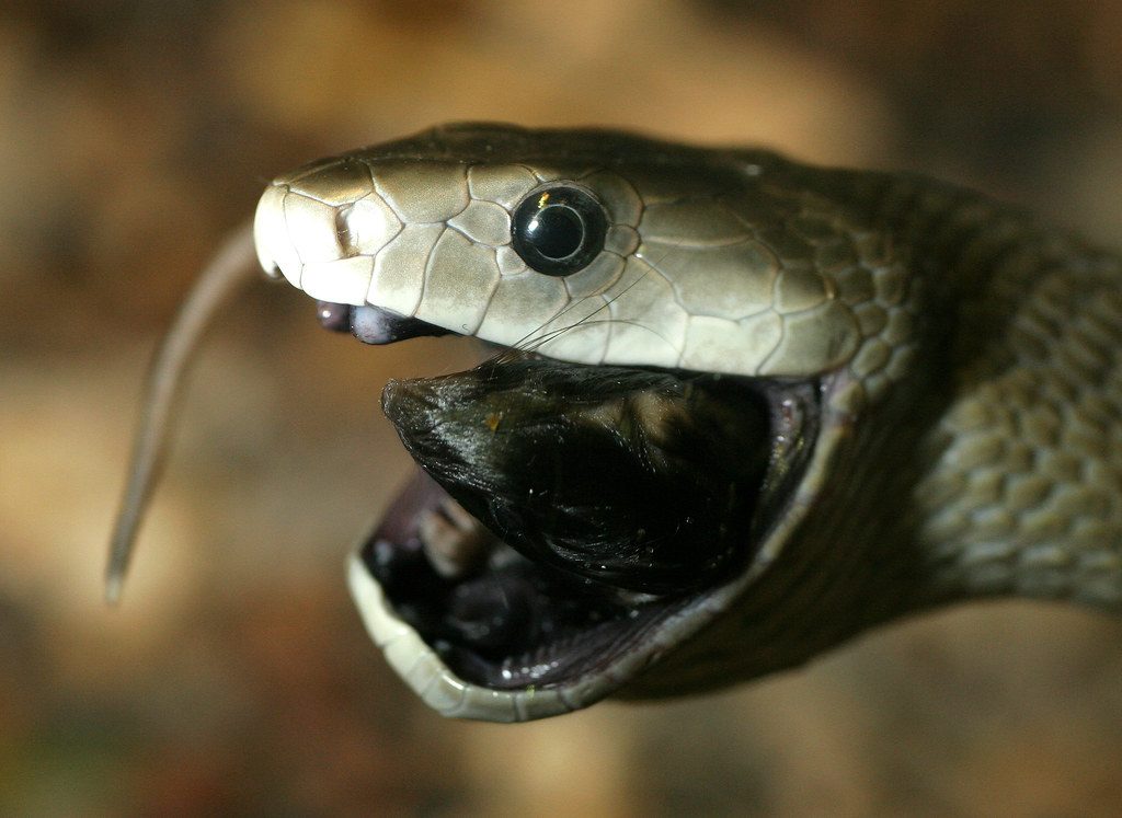 Can you survive a black mamba bite?