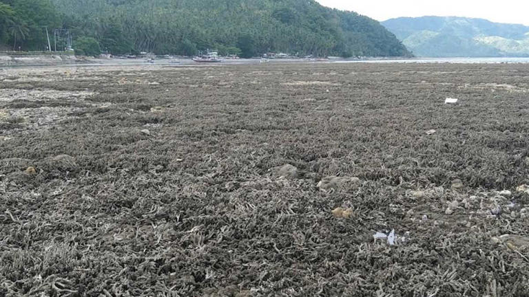 Floods, coastal uplift affect quake-hit areas