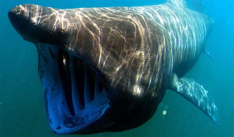 List of top 10 largest fish in the world